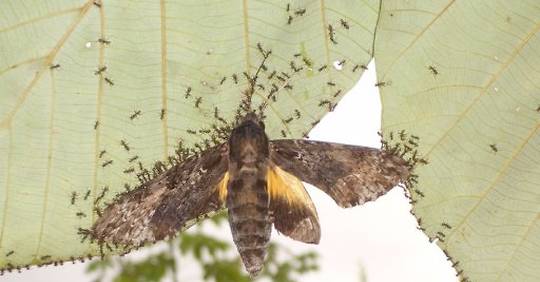 Des fourmis agrippées grâce à un effet Velcro capturent d'énormes proies