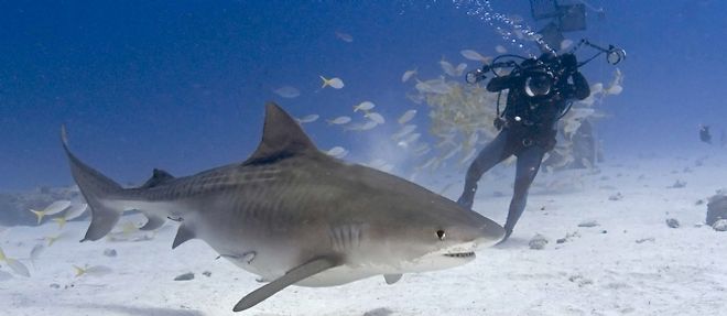 Les attaques de requins se multiplient