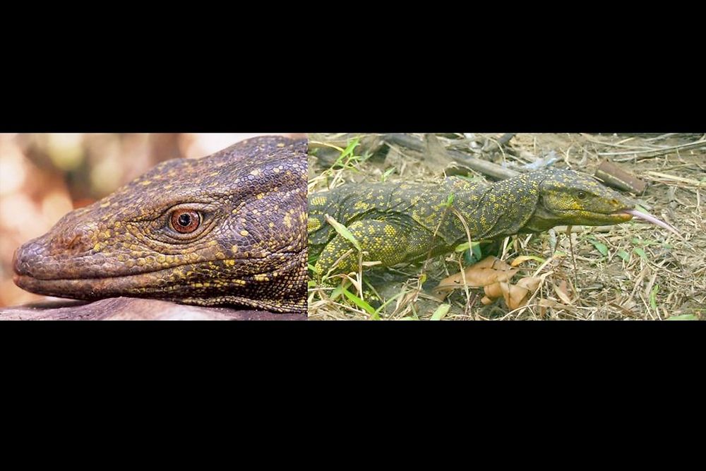 Les dix nouvelles espèces les plus surprenantes