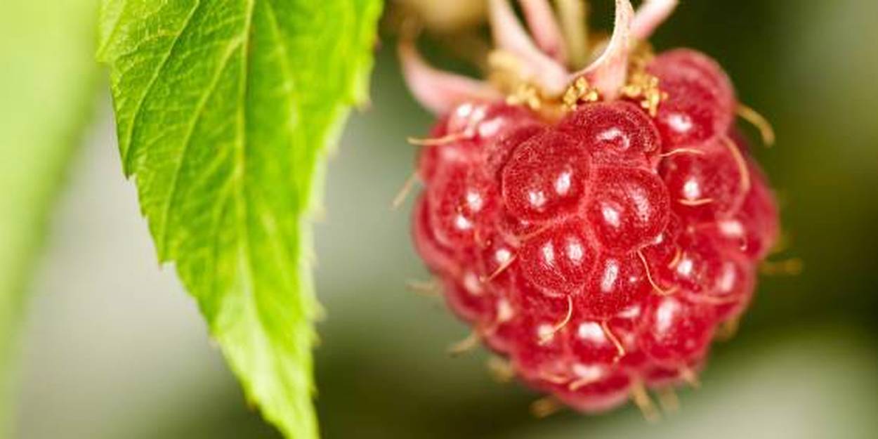 Les framboises se méritent