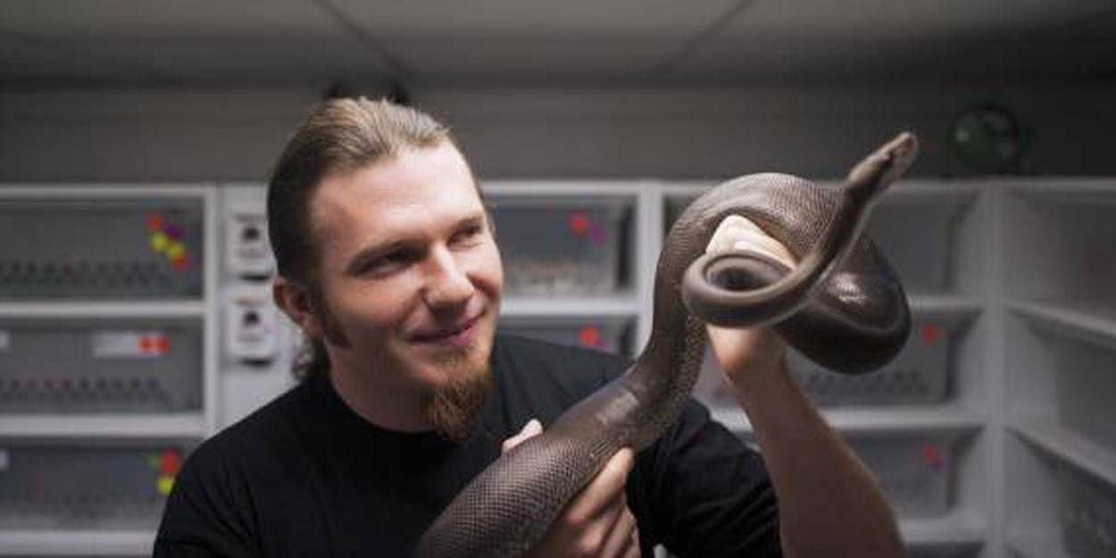 80 pythons royaux dans le sous-sol du pavillon