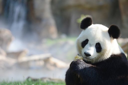 "Pandamania" au zoo de Beauval, qui rêve d'un bébé pour Potelé et Joyeuse