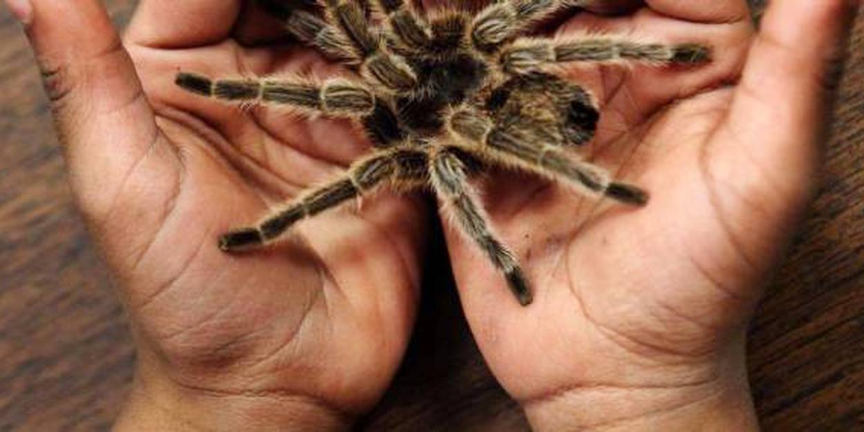 La mygale rose du Chili, nouvel animal de compagnie