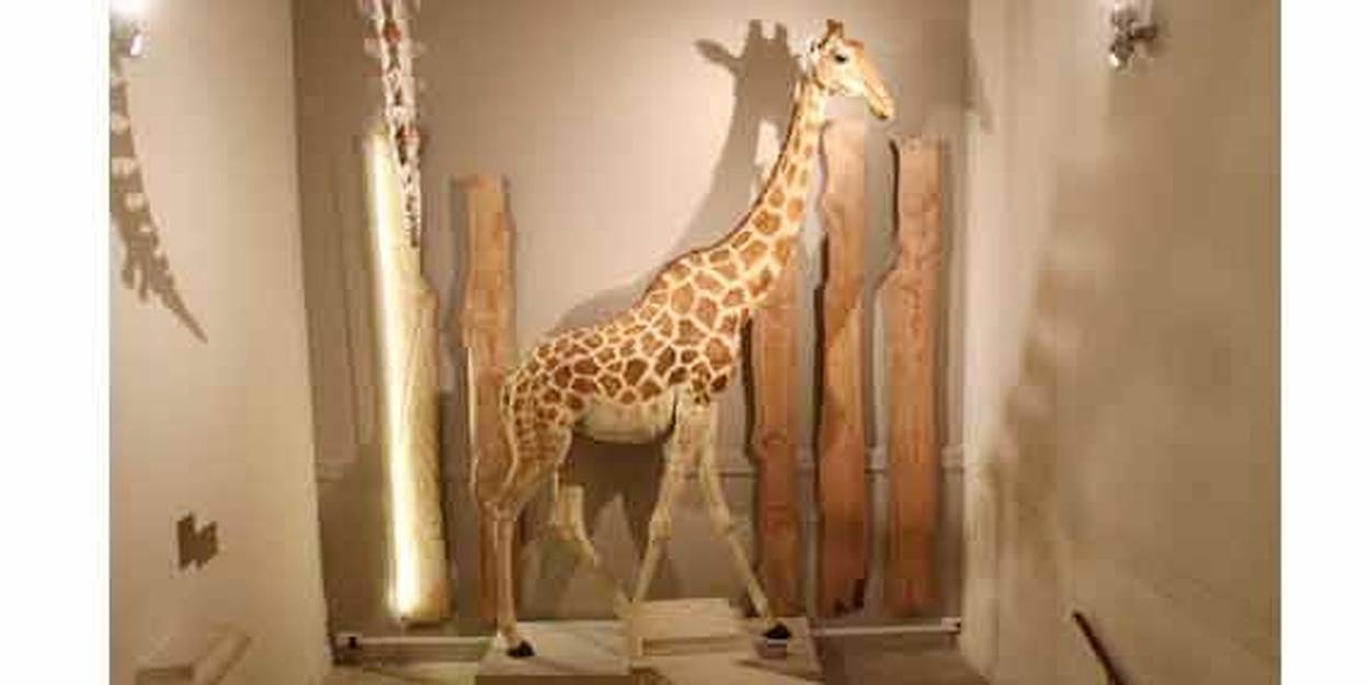 La vraie Zarafa est-elle bien à La Rochelle