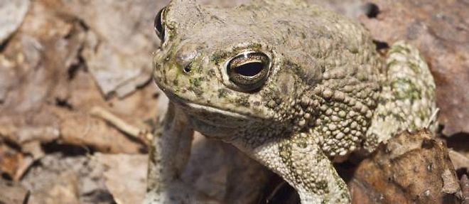 Le crapaud, nouvel ami de l'homme