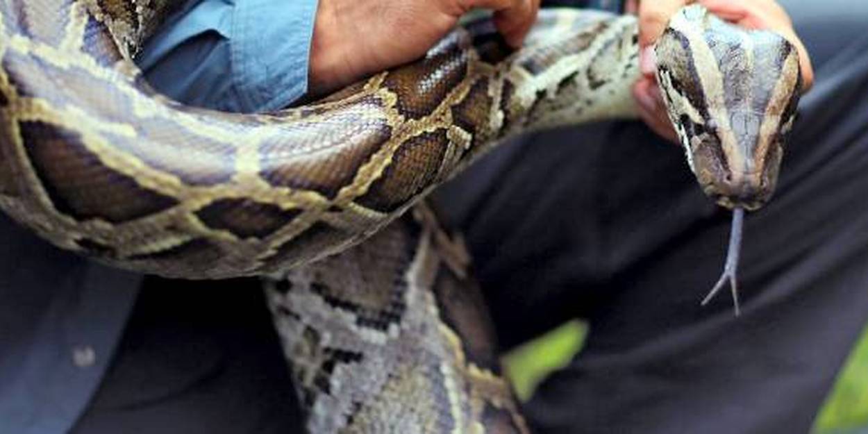 Canada : un python tue deux enfants dans leur sommeil