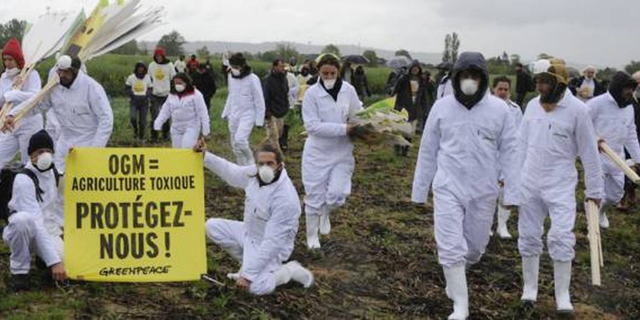 Les faucheurs volontaires arrachent un champ de maïs OGM