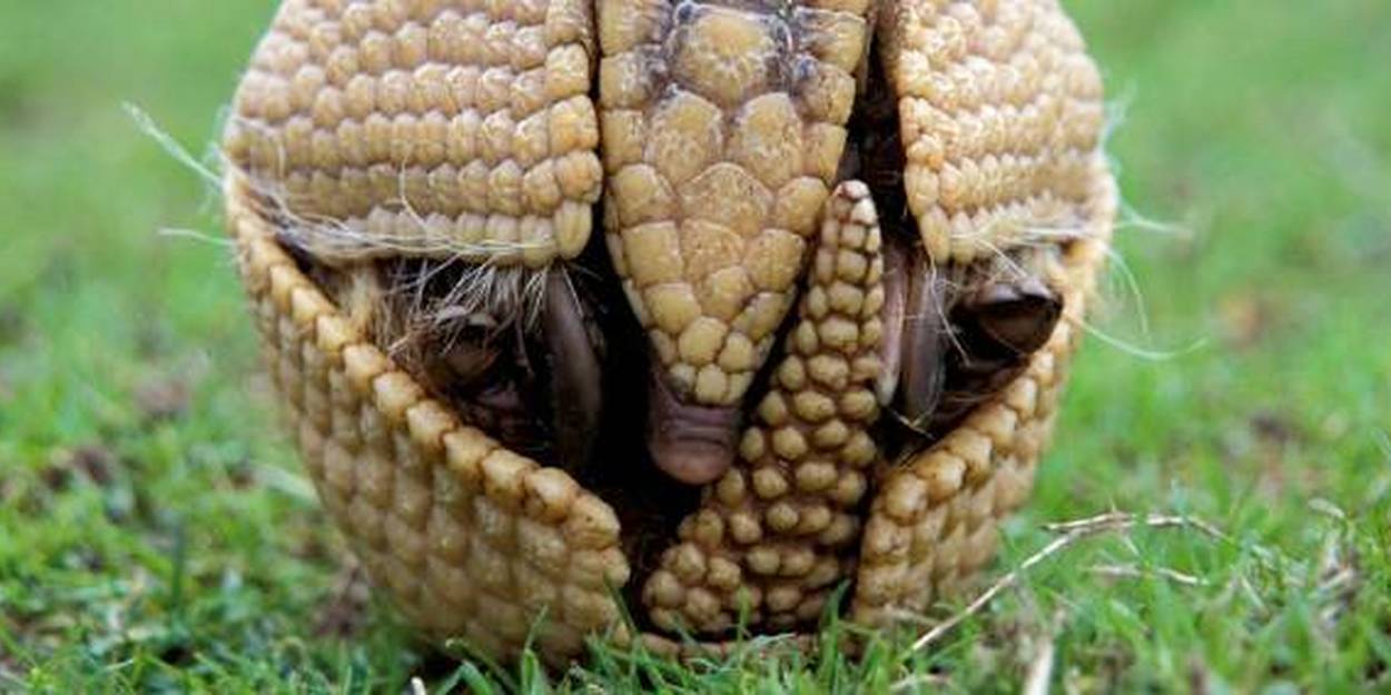 Pourquoi Fuleco le tatou vit peut-être sa dernière Coupe du monde