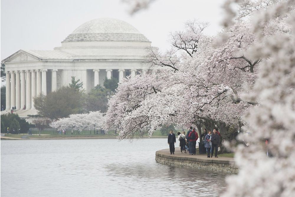 À l'ombre des cerisiers en fleurs