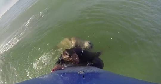 Vidéo - Rencontre avec le Phoque You Surf Lacanau