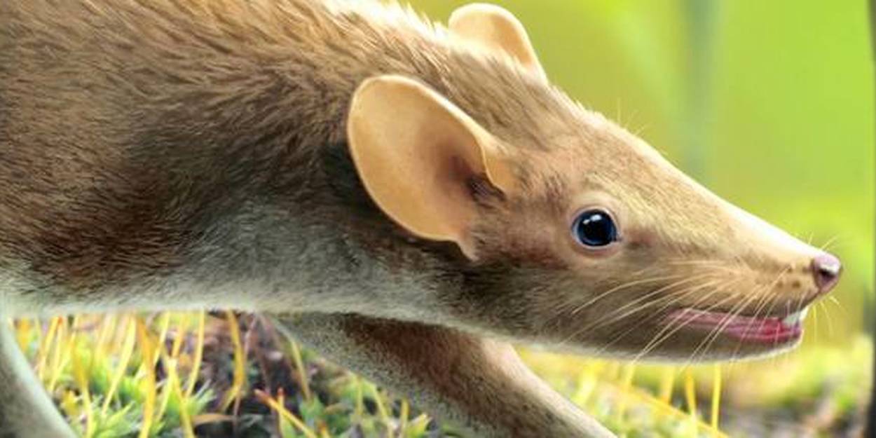 Un étrange mammifère préhistorique à épines découvert en Espagne