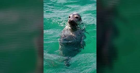 Vidéo - Gironde : You le phoque est de retour