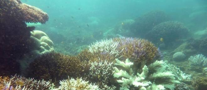 N-Calédonie: vers une gestion du parc naturel de la mer de corail