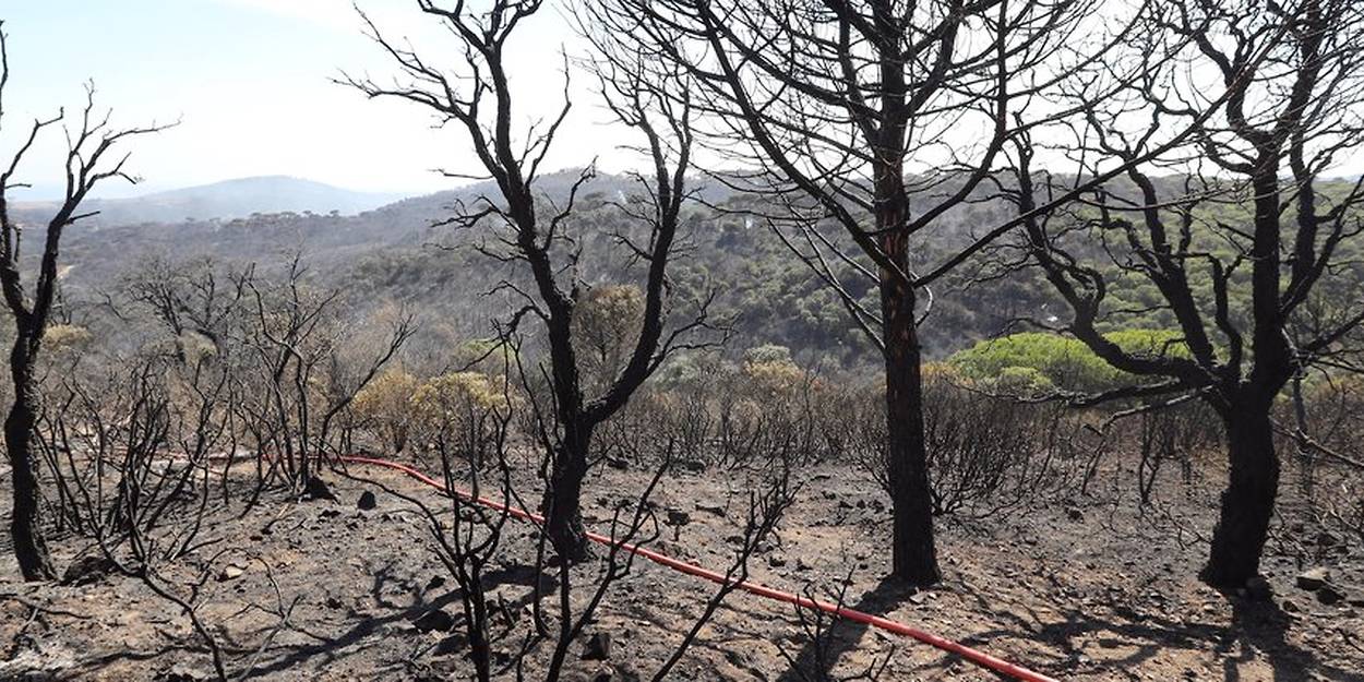 Incendie Dans Le Sud 7 000 Hectares De Végétation Partis En Fumée