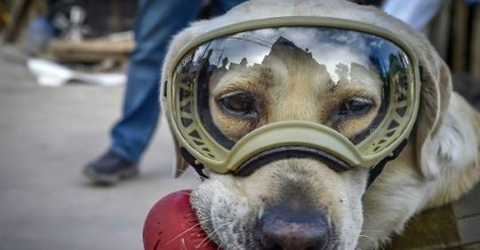 Frida, la chienne héroïque qui a conquis le Mexique après le séisme