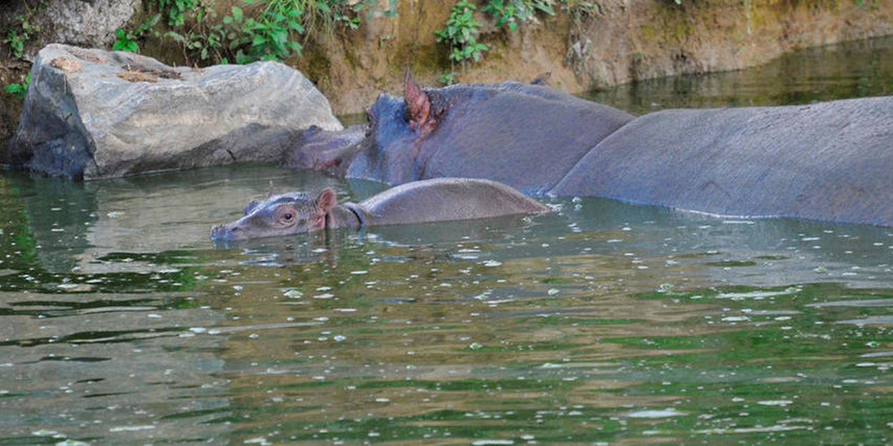 Un bébé hippopotame né dans un parc animalier en Loire-Atlantique