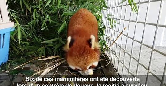 Vidéo - Les pandas roux, nouvelles cibles des braconniers en Asie