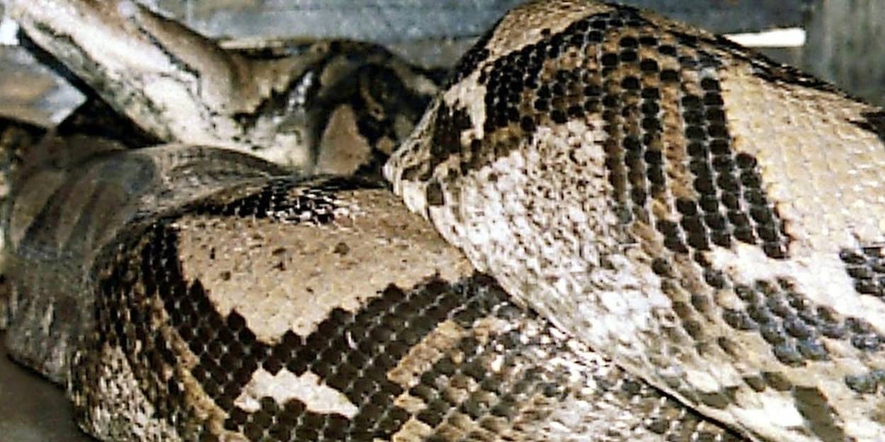 Indonésie: une femme dévorée par un python géant