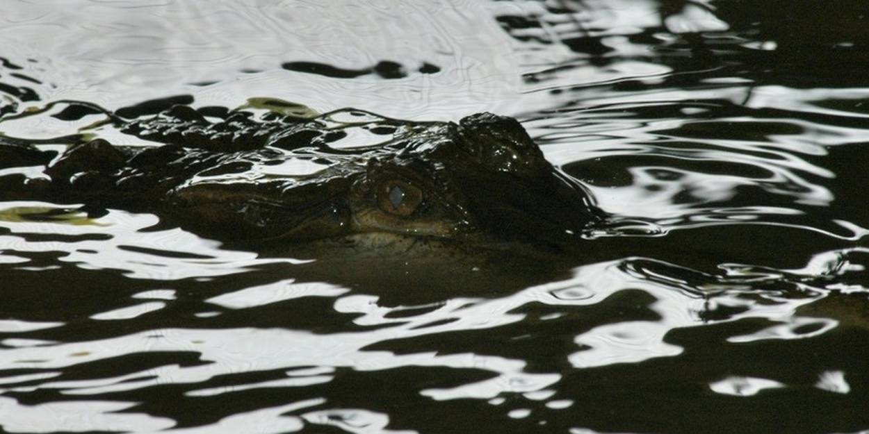 Indonésie: une foule en colère massacre près de 300 crocodiles