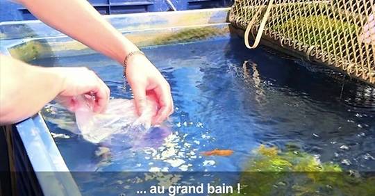 Vidéo - Un refuge pour poissons rouges abandonnés à l'Aquarium de Paris