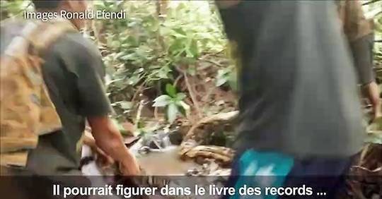 Vidéo - Un python de 8 mètres découvert en Indonésie