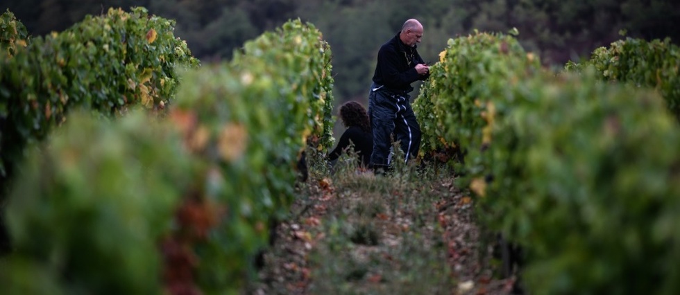 Des barreaux aux vignes: jour de vendanges pour des détenus de l'Yonne ...