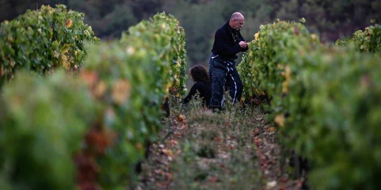 Des barreaux aux vignes: jour de vendanges pour des détenus de l'Yonne