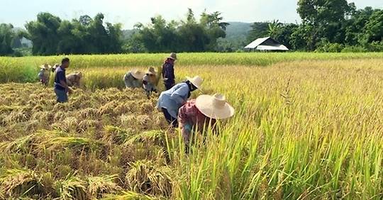 Vidéo - Arroser moins pour récolter plus de riz et lutter contre le ...