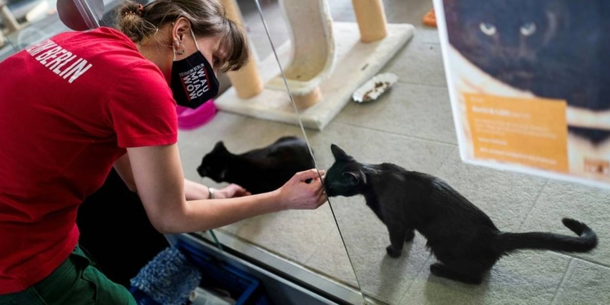 De la compagnie pour la pandémie : ruée des Allemands sur les animaux ...