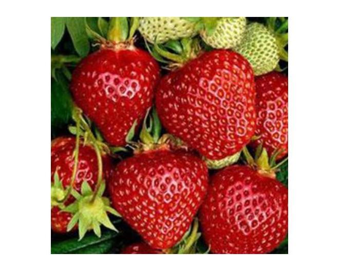 Les origines des fruits de l’été – La guerre des fraises