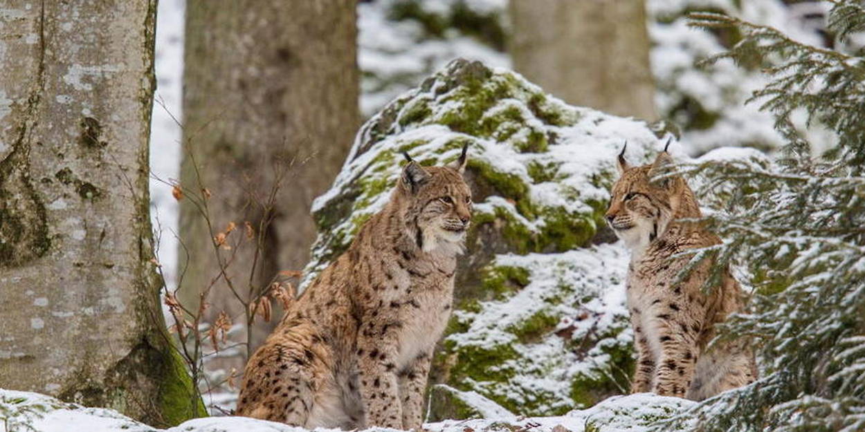 Doubs : 4 bébés lynx filmés dans une forêt