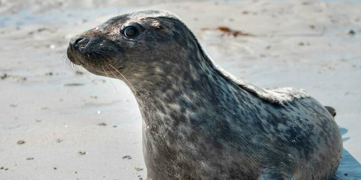 Les phoques gris prennent leurs quartiers dans la rade de Brest