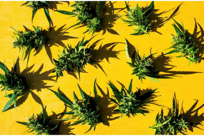 Comment consommer le CBD Comment consommer le CBD