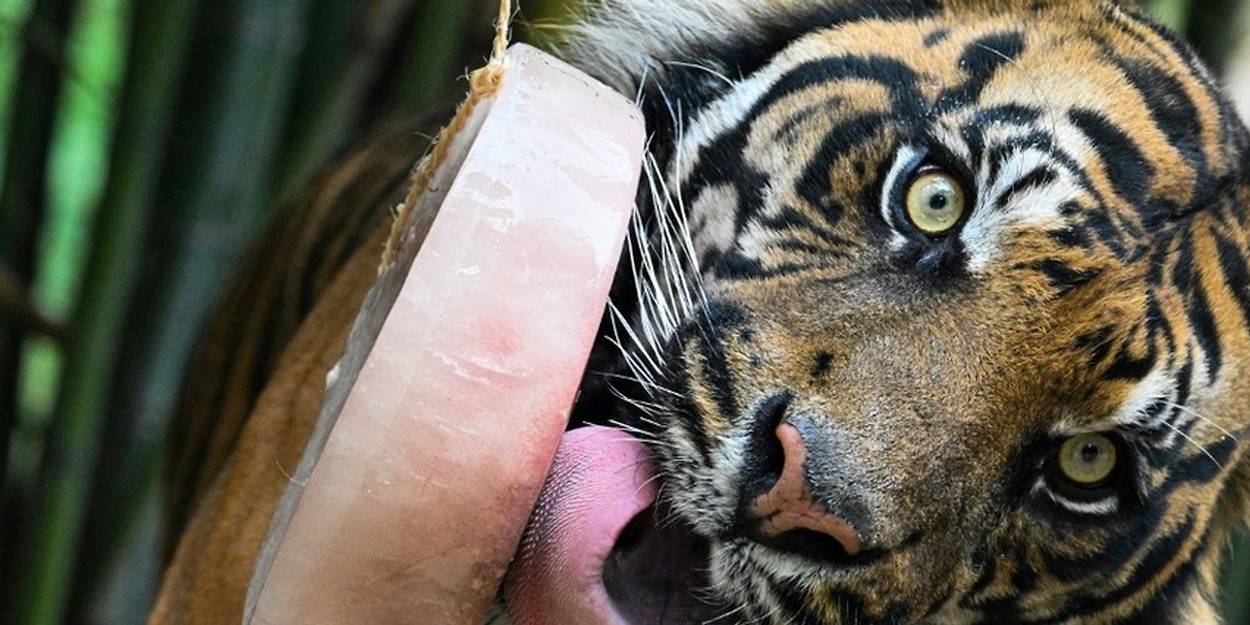 Au zoo de Rome, des sorbets pour rafraîchir les animaux