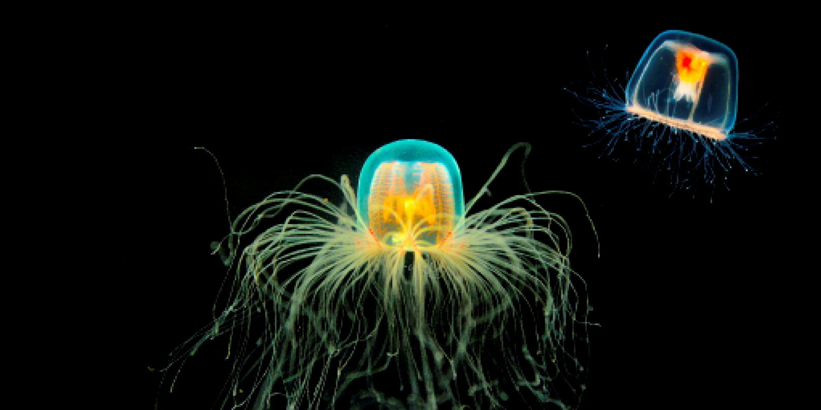 À la découverte des méduses immortelles