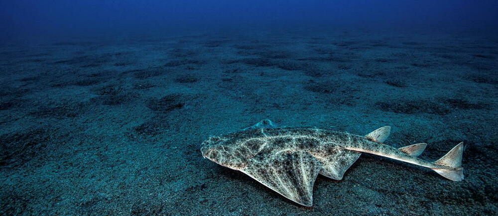 La Corse, ultime refuge d'un « requin ange » menacé d’extinction