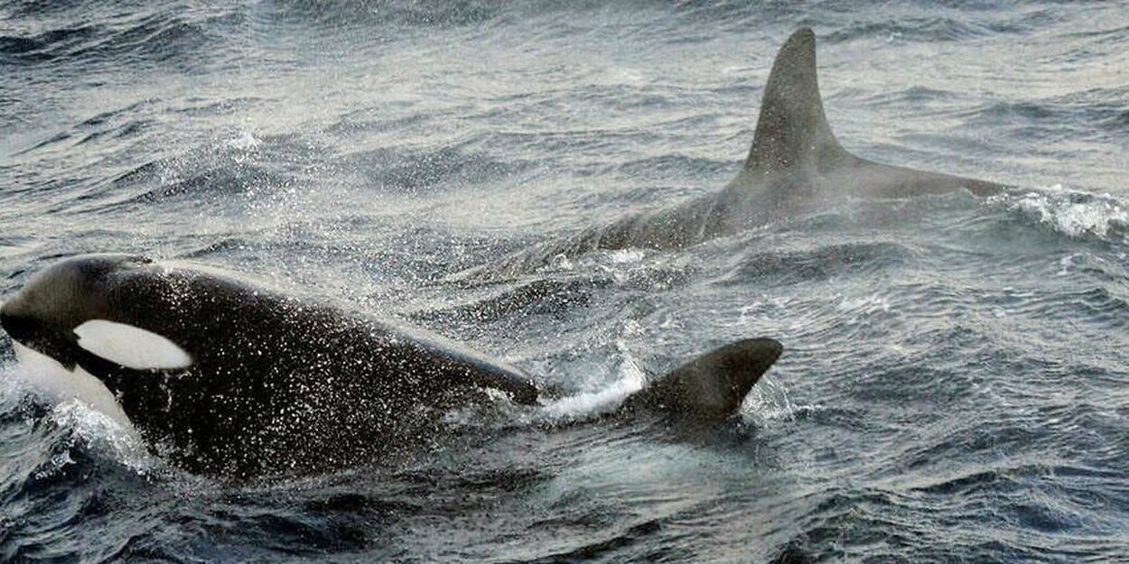 Portugal : une attaque d’orques fait couler un voilier français