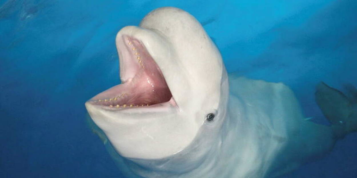 Hvaldimir, le béluga « espion russe », repéré sur les côtes suédoises