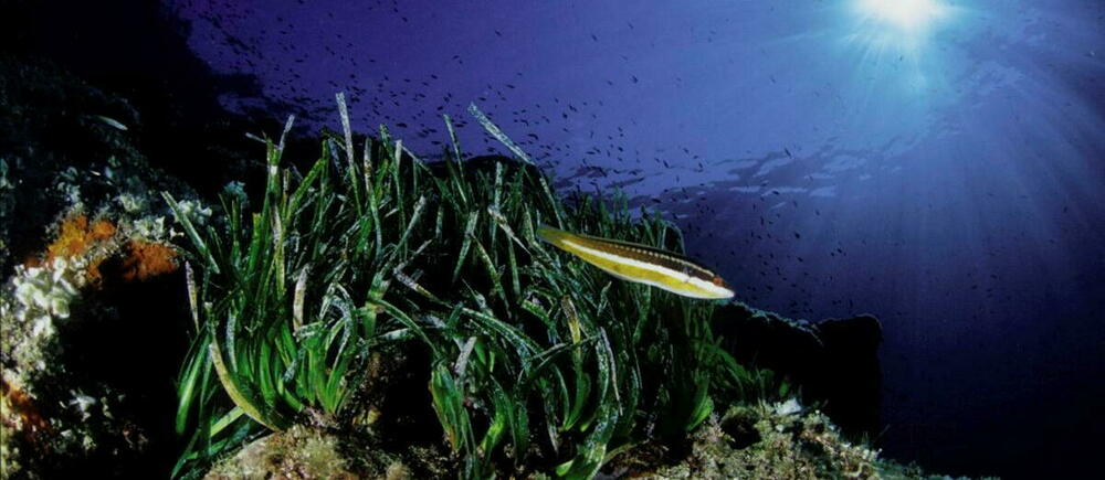 Pour protéger la haute mer, un traité historique adopté à l'ONU