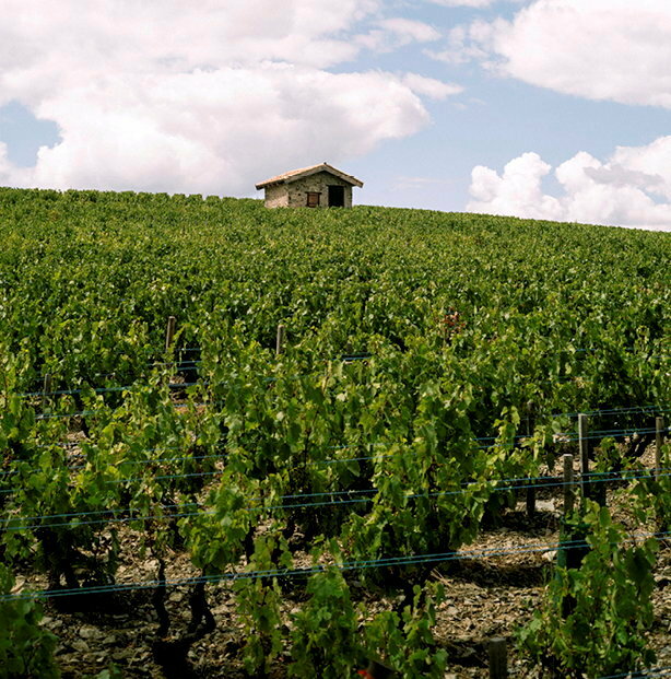 Spécial vins – Beaujolais : fleurie s’essaie aux premiers crus