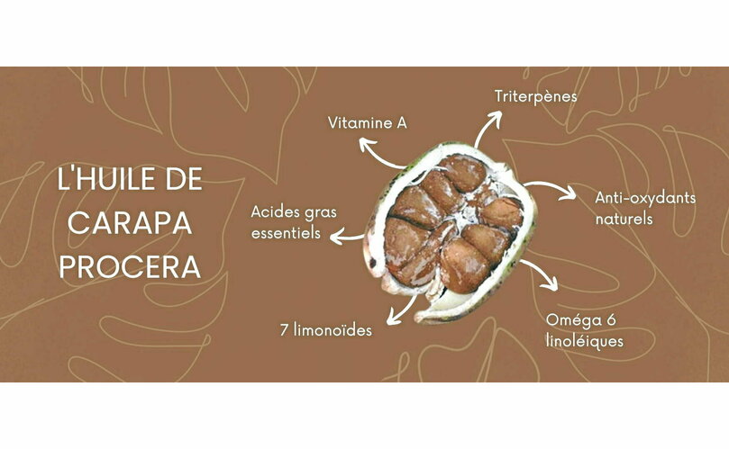 LM Natura : à la découverte de l’huile de Carapa Procera, un soin 100% ...