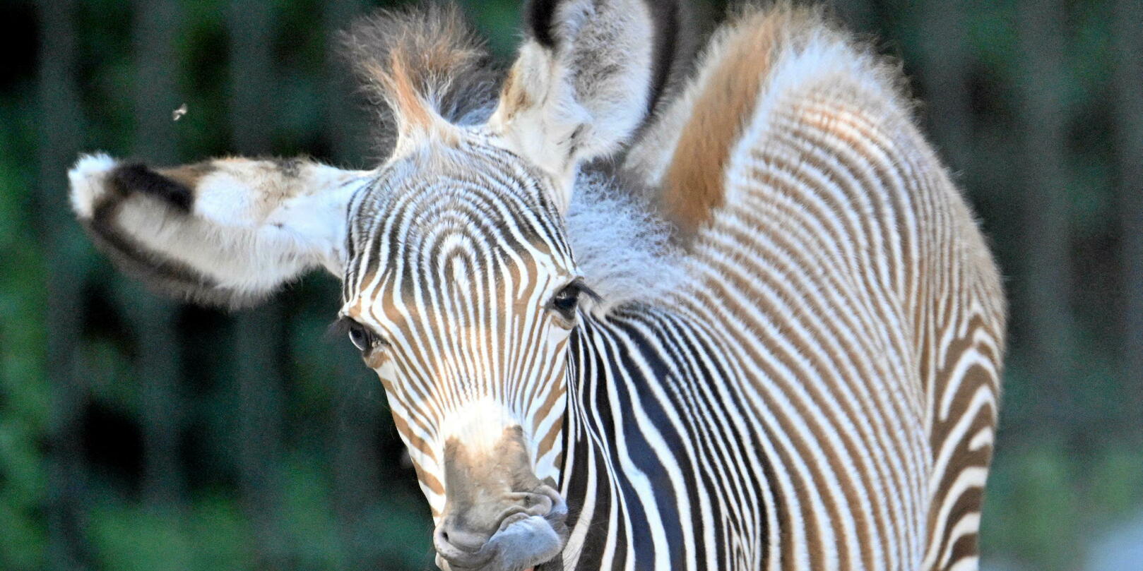 Le zèbre est-il noir rayé de blanc ou blanc rayé de noir