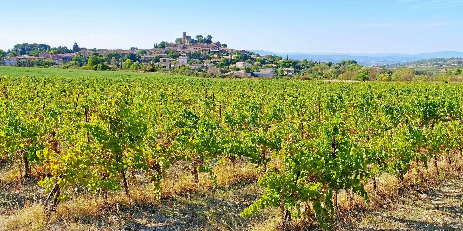 Tout ce que vous avez toujours voulu savoir sur le vin