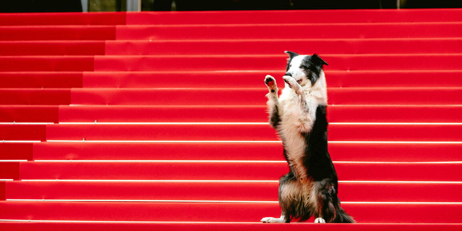 Festival de Cannes : la parenthèse rafraîchissante de la Palm Dog pour ...