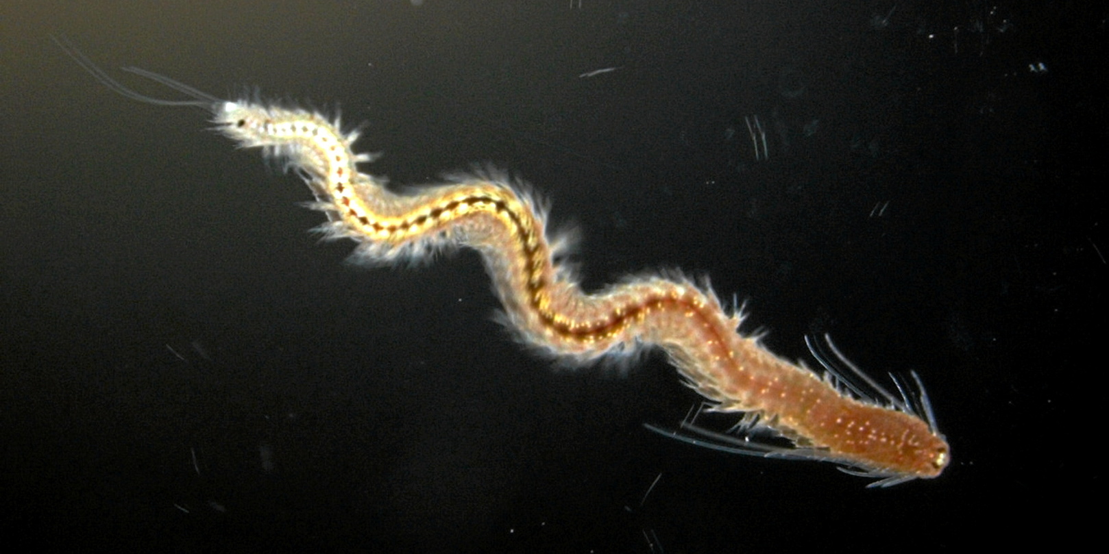 Les secrets du pouvoir de régénération d’un ver marin dévoilés