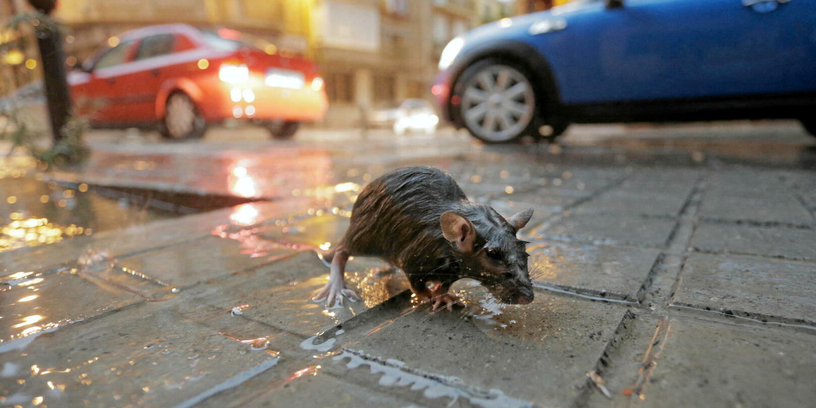 Rats dans Paris : une haine des Parisiens ancienne
