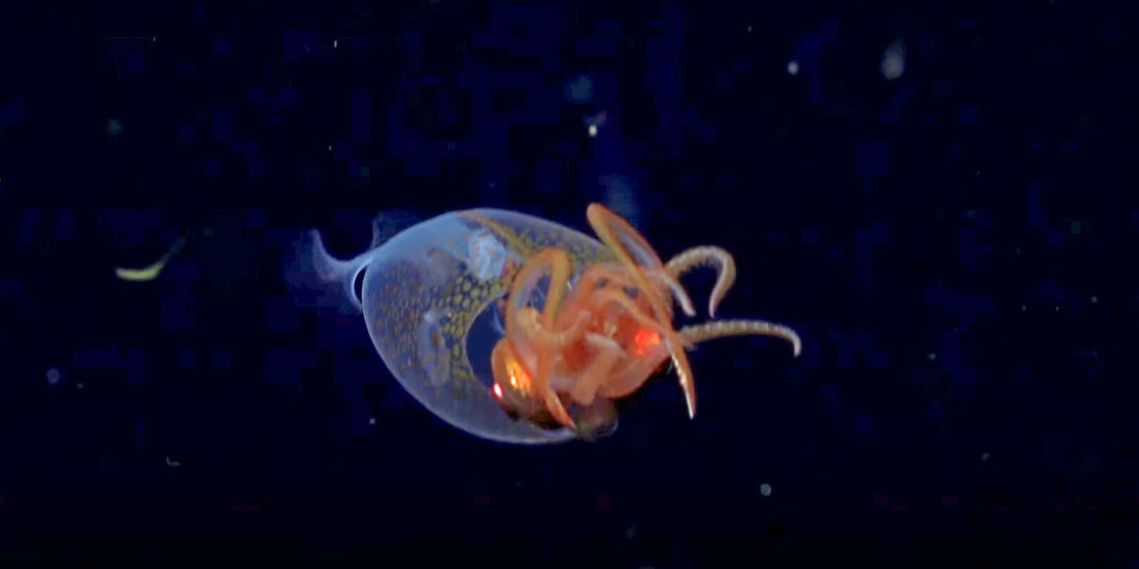 Les incroyables premières images d’un calamar colossal dans les fonds ...