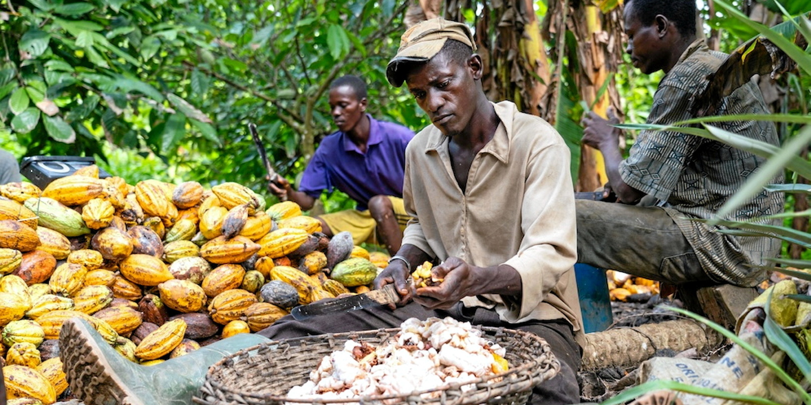 Cacao ghanéen en crise : pourquoi il faut sauver une filière au bord du ...